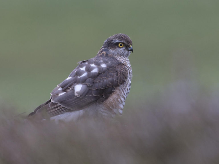 Les Oiseaux – Groupe ornithologique et naturaliste (agrément régional ...