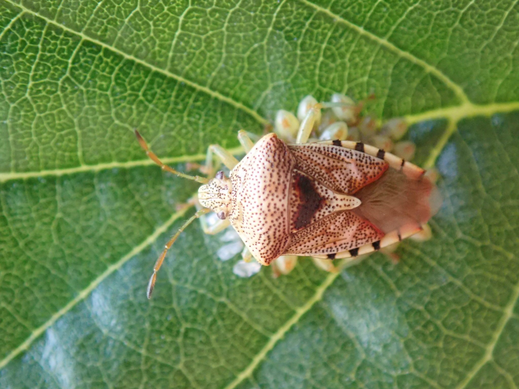 Les punaises – Groupe ornithologique et naturaliste du Nord – Pas-de-Calais