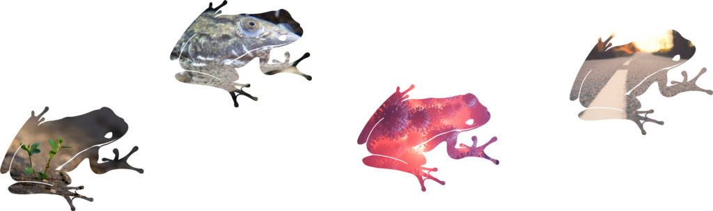 Les Amphibiens – Groupe ornithologique et naturaliste (agrément ...