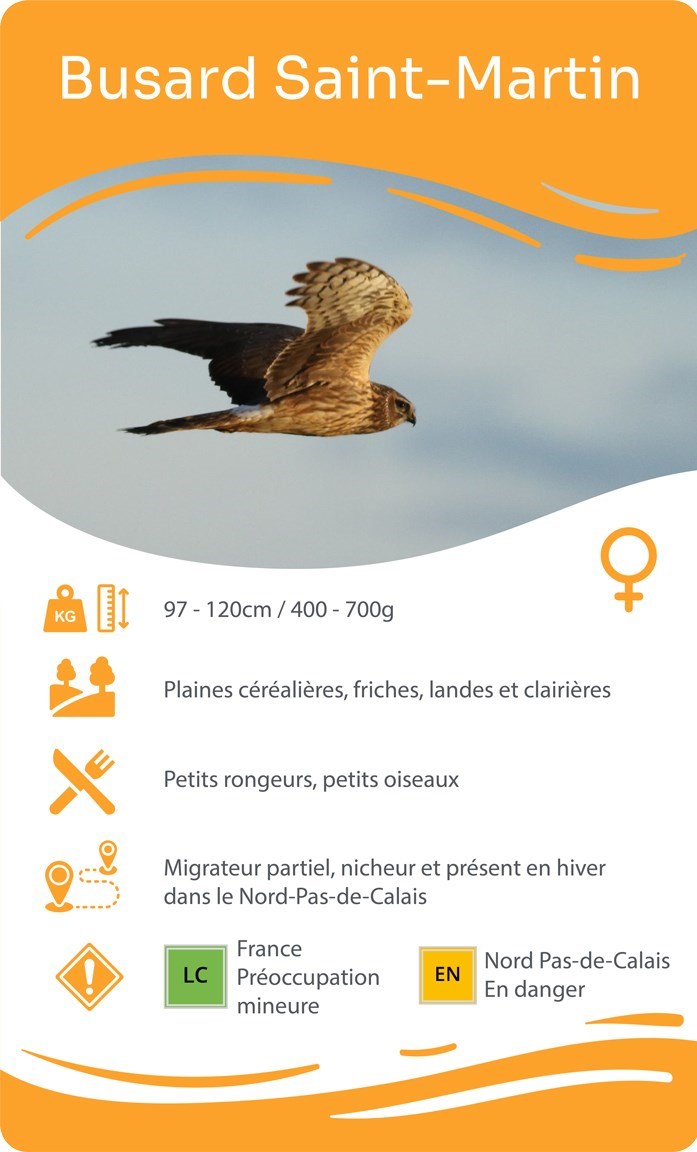 La protection des busards – Groupe ornithologique et naturaliste du ...